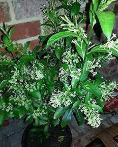 Cloud Farm Jasmine Plant Price in India - Buy Cloud Farm Jasmine Plant ...