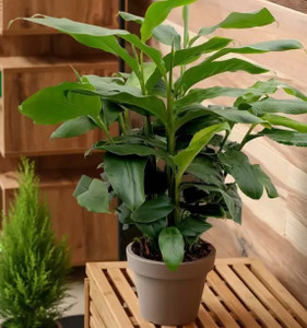 ANI PLANT Elaichi/Cardamom Plant Price in India - Buy ANI PLANT Elaichi ...