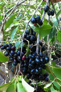 Cloud Farm Jamun Plant Price in India - Buy Cloud Farm Jamun Plant ...