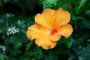 NATURESNURSERYY Hibiscus Plant Price in India - Buy NATURESNURSERYY ...