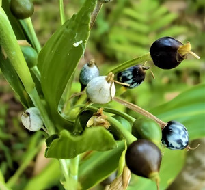 Green view Variegated Aralia Plant Price in India - Buy Green view ...