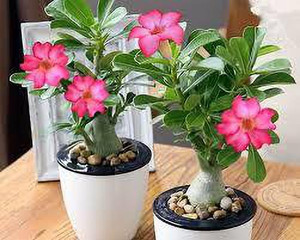 Cloud Farm Adenium Plant Price in India - Buy Cloud Farm Adenium Plant ...