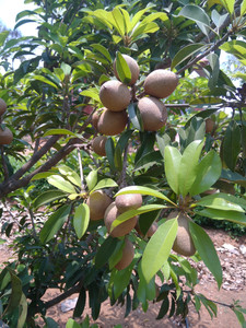 Cloud Farm Chiku Plant Price in India - Buy Cloud Farm Chiku Plant ...