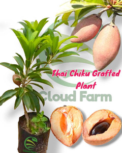 Cloud Farm Chiku Plant Price in India - Buy Cloud Farm Chiku Plant ...