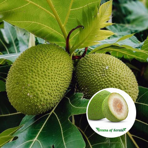Cloud Farm Breadfruit Plant Price in India - Buy Cloud Farm Breadfruit ...