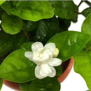 Heaven Of Saplings Jasmine Plant Price in India - Buy Heaven Of ...