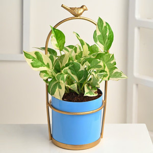 Floweraura Pothos Plant Price in India - Buy Floweraura Pothos Plant ...