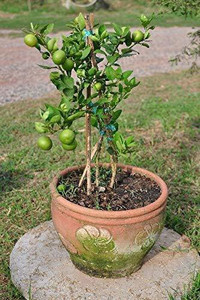 Mohomaya Lemon Plant Price in India - Buy Mohomaya Lemon Plant online ...