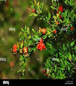 Fulmala Nursery Pomegranate Plant Price in India - Buy Fulmala Nursery ...