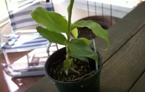 Cloud Farm Elaichi/Cardamom Plant Price in India - Buy Cloud Farm ...