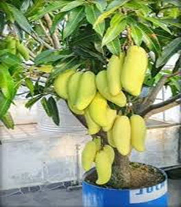 Fulmala Nursery Mango Plant Price in India - Buy Fulmala Nursery Mango ...