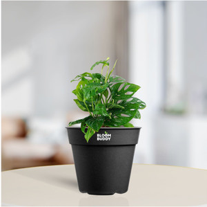 Bloom Buddy Monstera Karstenianum Peru Plant Price in India - Buy Bloom ...