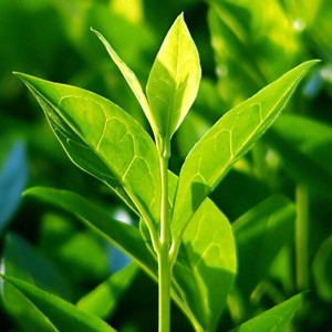 EVY Tea Plant Price in India - Buy EVY Tea Plant online at Flipkart.com
