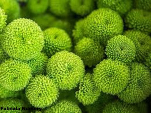 Fulmala Nursery Chrysanthemum Price in India - Buy Fulmala Nursery ...