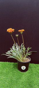 Hari Potter Gazania/African Daisy Plant Price in India - Buy Hari ...