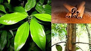 Mohomaya Cinnamon Plant Price in India - Buy Mohomaya Cinnamon Plant ...