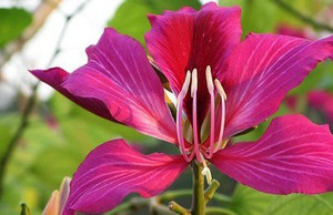 Decorate The World Kanchana Plant Price in India - Buy Decorate The ...