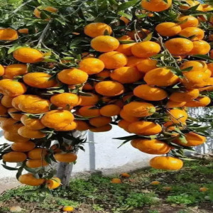 Augadh Orange Plant Price in India - Buy Augadh Orange Plant online at ...