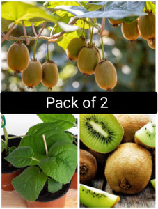 Cloud Farm Kiwi Plant Price in India - Buy Cloud Farm Kiwi Plant online ...