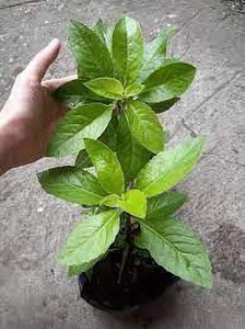 Cloud Farm Insulin Plant Price in India - Buy Cloud Farm Insulin Plant ...