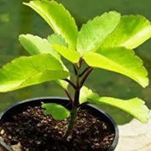 PB HONEY PRIYA PLaNTS Bryophyllum Pinnatum/Patharchatta Plant Price in ...