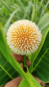 greenhousestore Kadam Plant Price in India - Buy greenhousestore Kadam ...