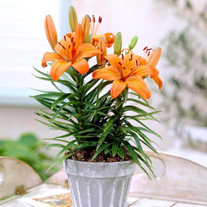 Greenery Nursery Lily Plant Price in India - Buy Greenery Nursery Lily ...