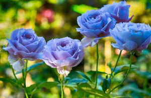 ALPHA Rose Plant Price in India - Buy ALPHA Rose Plant online at ...