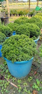 Cloud Farm Madhu Kamini Plant Price in India - Buy Cloud Farm Madhu ...