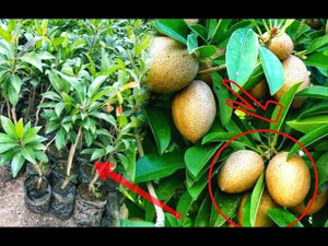 Cloud Farm Chiku Plant Price in India - Buy Cloud Farm Chiku Plant ...