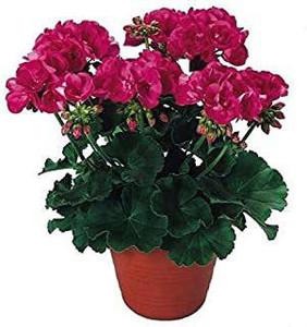 Guruji Plantation Geranium Plant Price in India - Buy Guruji Plantation ...