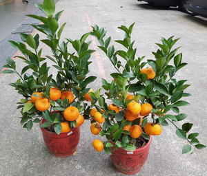 Live World Orange Plant Price in India - Buy Live World Orange Plant ...