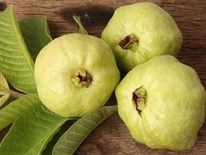 Ukanda Guava Plant Price in India - Buy Ukanda Guava Plant online at ...