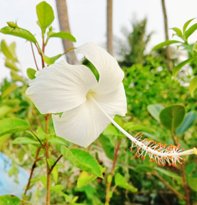 GreenyOn Hibiscus Plant Price in India - Buy GreenyOn Hibiscus Plant ...