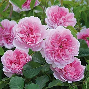 green paradise Rose Plant Price in India - Buy green paradise Rose ...