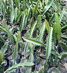 Mohomaya Dragon Tree Price in India - Buy Mohomaya Dragon Tree online ...