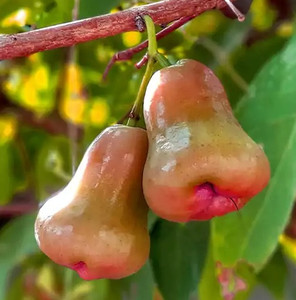 Green view Jamun Plant Price in India - Buy Green view Jamun Plant ...