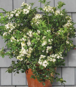 All in oneStores Murraya Paniculata Plant Price in India - Buy All in ...