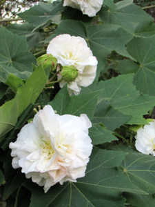 LeafLinkPlants Lotus Plant Price in India - Buy LeafLinkPlants Lotus ...