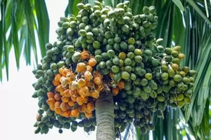 Daffodils Betel Nut/Supari Plant Price in India - Buy Daffodils Betel ...