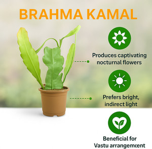 India Gardening Brahma Kamal Plant Price in India - Buy India Gardening ...