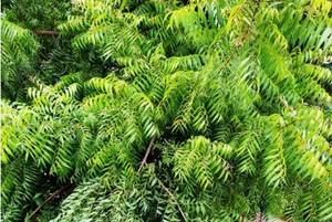 Green view Neem Plant Price in India - Buy Green view Neem Plant online ...