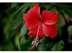 Queen Gulu Hibiscus Plant Price in India - Buy Queen Gulu Hibiscus ...