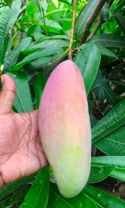 SR FARM Mango Plant Price in India - Buy SR FARM Mango Plant online at ...