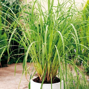 PB REBA PLANT Lemon Grass Plant Price in India - Buy PB REBA PLANT ...