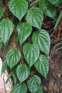 hasi plants Betel Leaf Plant Price in India - Buy hasi plants Betel ...