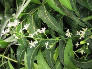 Green view Neem Plant Price in India - Buy Green view Neem Plant online ...