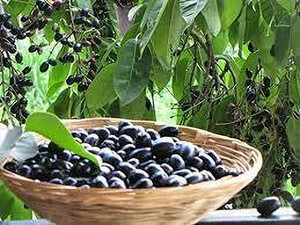 Cloud Farm Jamun Plant Price in India - Buy Cloud Farm Jamun Plant ...