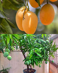 Krishna all time mango plant Mango Plant Price in India - Buy Krishna ...