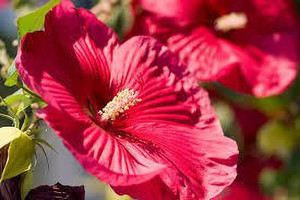 Fulmala Nursery Hibiscus Plant Price in India - Buy Fulmala Nursery ...